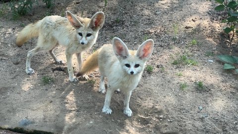 Fennec Fox Small Animal Big Ears Stock Footage Video (100% Royalty-free ...