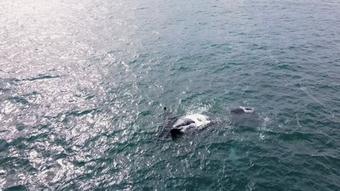 Whale Floating On Back Surface Deformed Stock Footage Video (100% ...