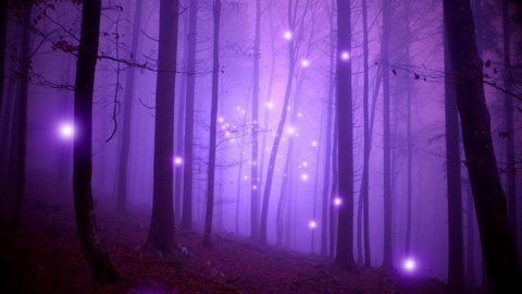 Fantasy Fireflies Movement Purple Coloured Foggy Stock Footage Video ...