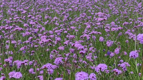 Field Pretty Purple Violent Pink Flowers Stock Footage Video (100% ...
