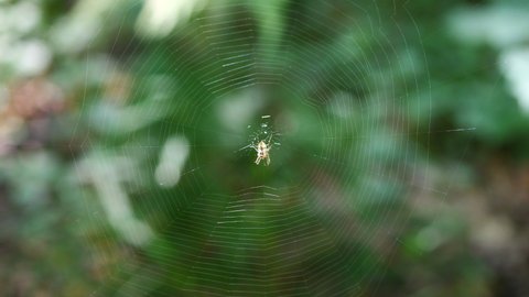 142 Spider Web Strand Stock Video Footage - 4K and HD Video Clips ...