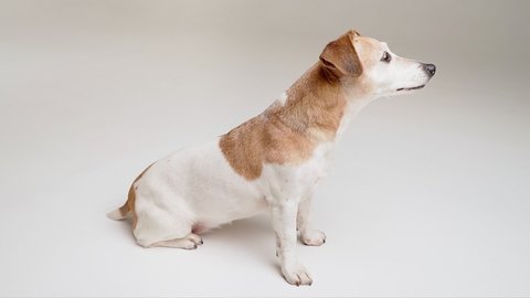 322 Dog Side View White Background Stock Video Footage - 4K and HD ...