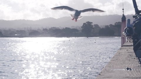 Seagull Birds Flying Seal Animal Sea Stock Footage Video (100% Royalty ...