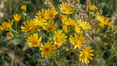 Yellow Flowers Polyfoil Sway Wind Field Stock Footage Video (100% ...