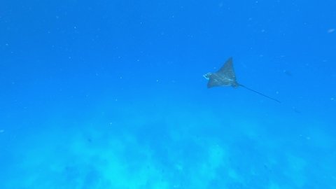 Sea Stingray Underwater Video Waterproof Photo Stock Footage Video (100 ...