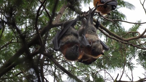 Two Fruit Bats Mating Hanging Upside Stock Footage Video (100% Royalty ...
