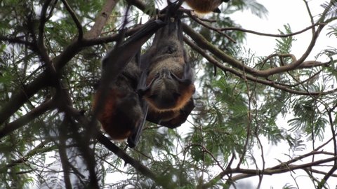 Two Fruit Bats Grooming Cleaning Each Stock Footage Video (100% Royalty ...