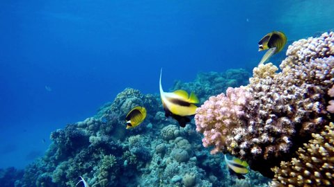 Coral Reef Beautiful Fish Life Ocean Stock Footage Video (100% Royalty ...