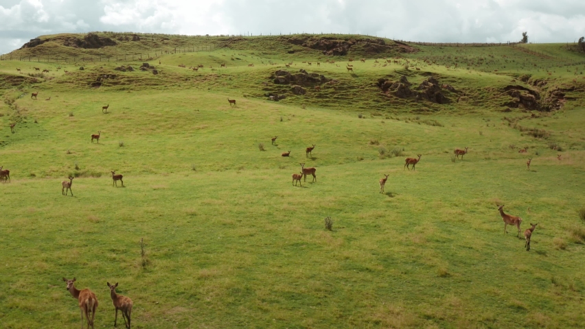 Large herd of Deer image - Free stock photo - Public Domain photo - CC0 ...