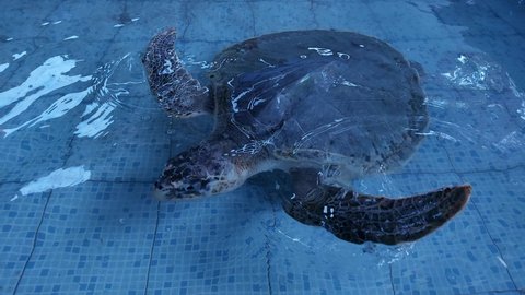 Green Sea Turtles Swimming Captivity Conservation Stock Footage Video ...