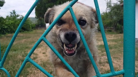 Very Aggressive Bloodthirsty Dog Shows Jaws Stock Footage Video (100% ...