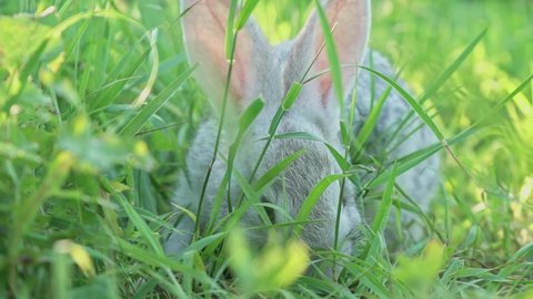 Cute Fluffy Light Gray Domestic Rabbit Stock Footage Video (100% ...