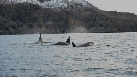 Pod Orcas Swimming Happily Norwegian Fjords Stock Footage Video (100% ...