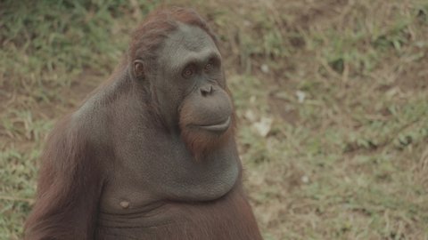 Endangered Bornean Orangutan Pongo Pygmaeus On Stock Footage Video (100 ...
