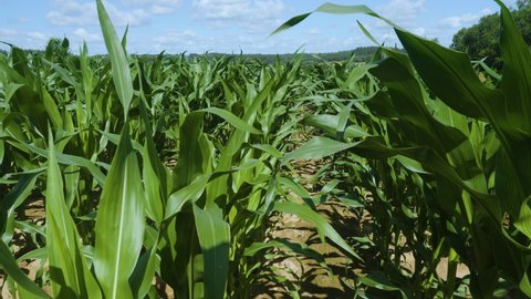 Farm Maize Plants Edge Cornfield Corn Stock Footage Video (100% Royalty ...