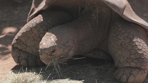 Floreana Giant Tortoise Galapagos Elephant Tortoise Stock Footage Video ...