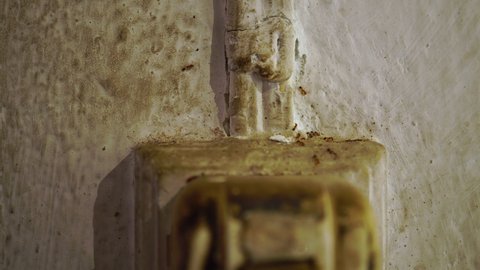 Small Swarm Ants Enters Electrical Device Stock Footage Video (100% ...