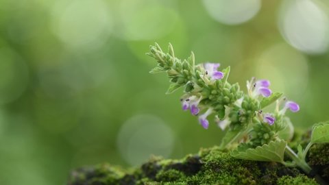 Catnip Branch Flowers On Nature Background Stock Footage Video (100% ...