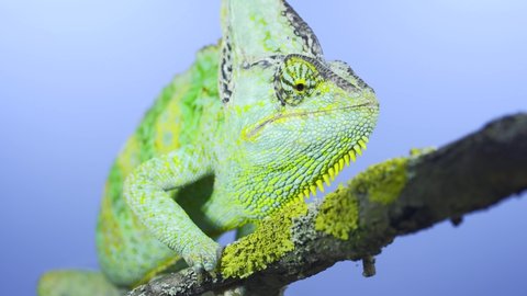 Adult Green Veiled Chameleon Sits On Stock Footage Video (100% Royalty ...