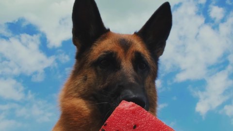 German Shepherd Dog Enjoy Eats Watermelon Stock Footage Video (100% ...