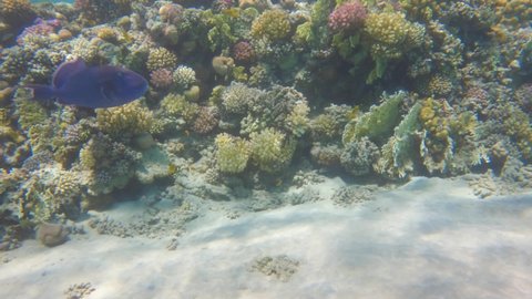 Odonus Niger Purple Triggerfish Swimming Coral Stock Footage Video (100 ...