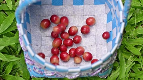 Someone Throwing Fresh Coffee Fruits Into Stock Footage Video (100% ...