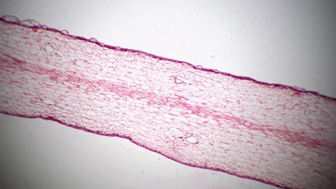 Polliondium Funaria Longitudinal Section Under Microscope Stock Footage ...