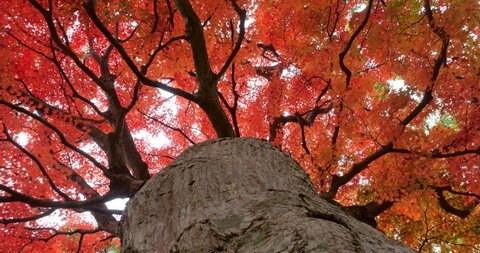 Camera Slider 4k Shooting Video Giant Stock Footage Video (100% Royalty ...