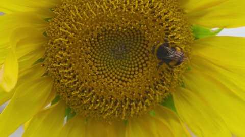 Large Big Yellow Sunflower Fat Bumble Stock Footage Video (100% Royalty ...
