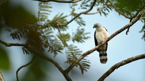 Gray Headed Kite Leptodon Cayanensis Costa Stock Footage Video (100% ...