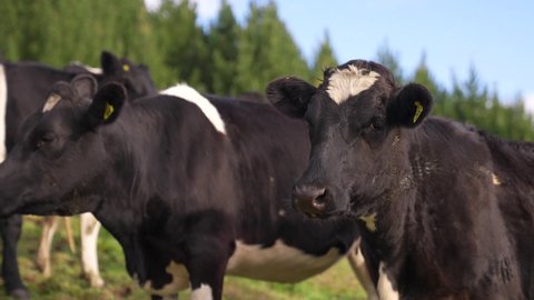 Beautiful Black White Female Holstein Milk Stock Footage Video (100% ...