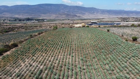 Incredible Aerial Perspective Over Agave Fields Stock Footage Video ...