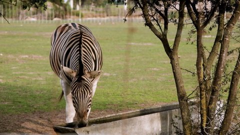 Frontal Shot Striking Zebra Drinking Trough Stock Footage Video (100% ...