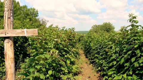 Raspberry Plantation On Farm Red Raspberries Stock Footage Video (100% ...