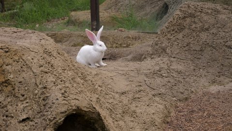 One White Rabbit Zoo Sitting On Stock Footage Video (100% Royalty-free ...
