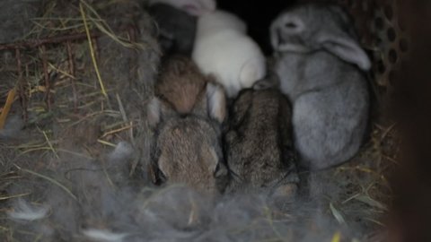 Baby Rabbits Sleep Together Wake Slow Stock Footage Video (100% Royalty ...