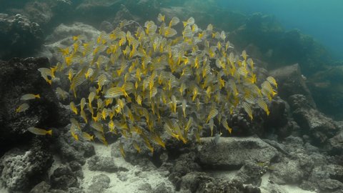 Underwater View Blue Striped Snapper Fish Stock Footage Video (100% ...