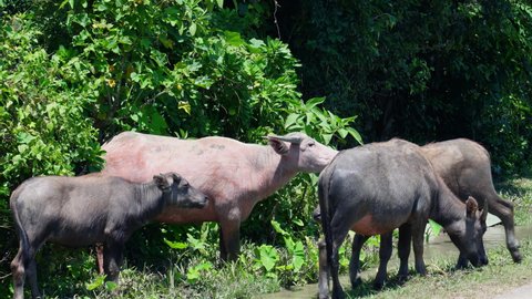 Buffaloes Southeast Asia Kept Agricultural Labor Stock Footage Video ...