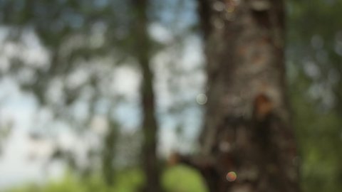 Camera Movement Towards Pine Tree Shows Stock Footage Video (100% ...