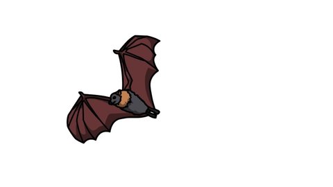 Flying Bat Sketch 2d Animated Flittermouse Stock Footage Video (100% ...