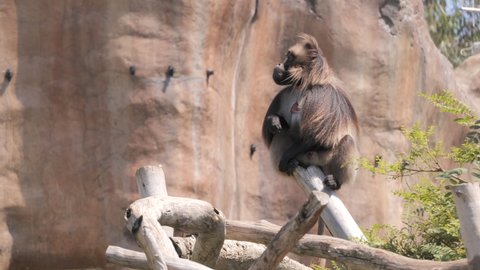 Geladas Theropithecus Gelada Large Primates Relatives Stock Footage ...