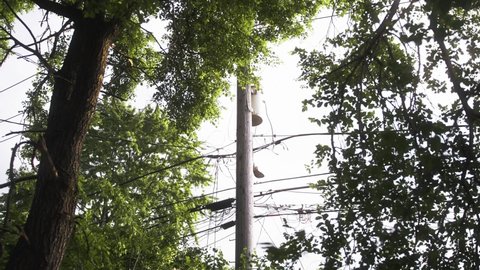 Chicago Telephone Pole Through Trees Stock Footage Video (100% Royalty ...