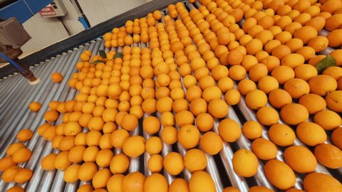 Oranges Rolling On Grading Sorting Machine Stock Footage Video (100% ...