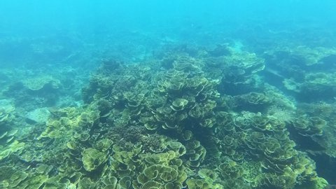 Swim Through On Leaf Coral Reefs Stock Footage Video (100% Royalty-free ...