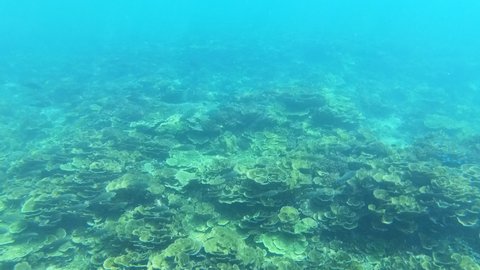 Swim Through On Leaf Coral Reefs Stock Footage Video (100% Royalty-free ...