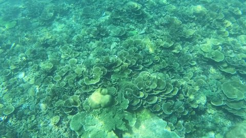 Swim Through On Leaf Coral Reefs Stock Footage Video (100% Royalty-free ...