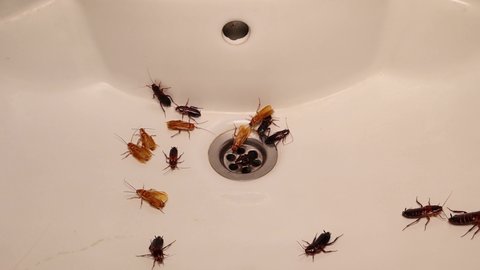 Cockroaches Bathroom On Sink Problem Insects Stock Footage Video (100% ...