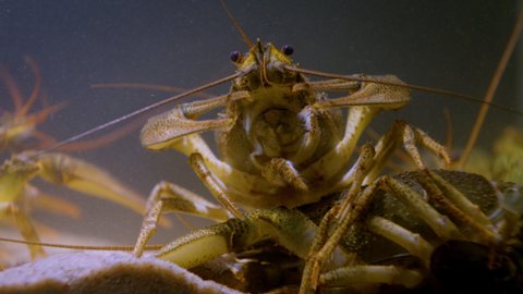 Freshwater Crayfish On Sandy Bottom Reservoir Stock Footage Video (100% ...