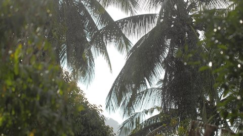 Tropical Rain Palm Trees On Background Stock Footage Video (100% ...