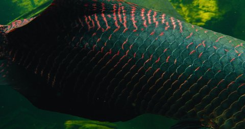 Arapaima Gigas Pirarucu Fish Swimming Pond Stock Footage Video (100% ...